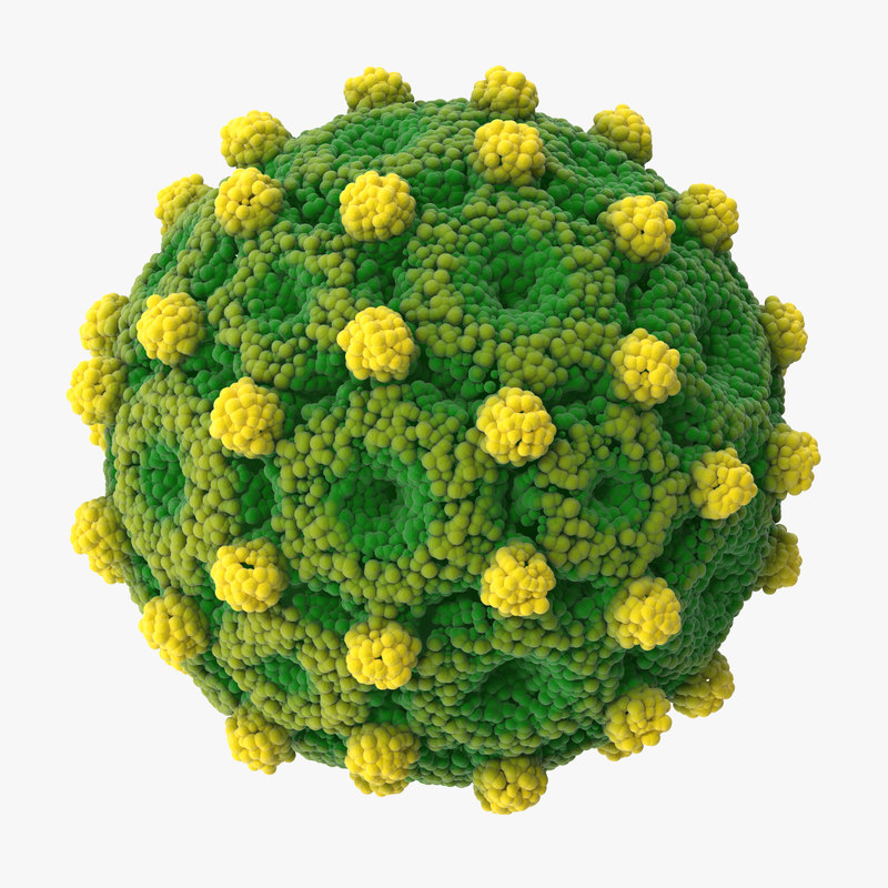 hepatitis b 3d model