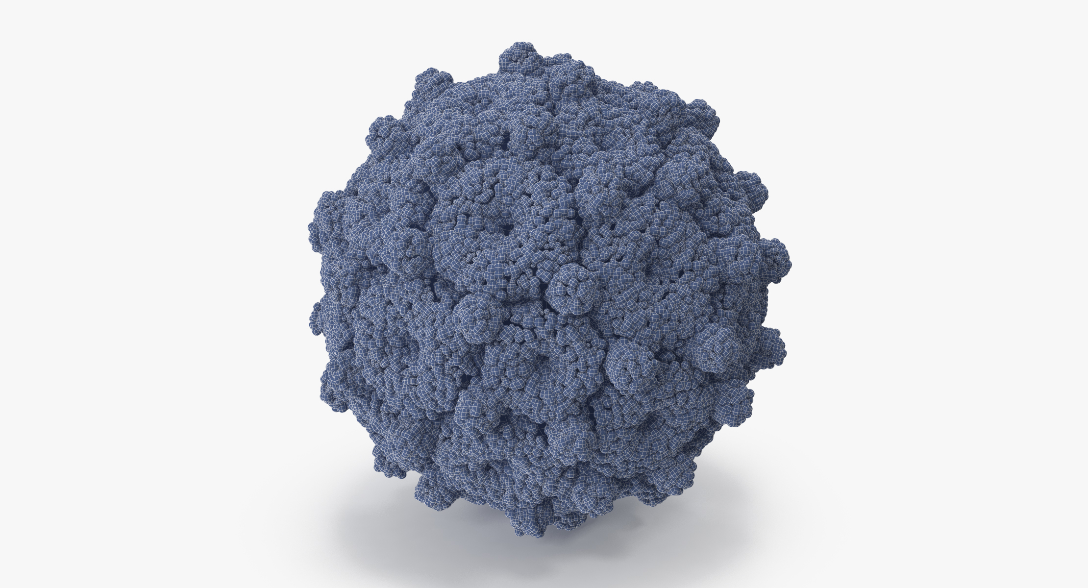 hepatitis b 3d model