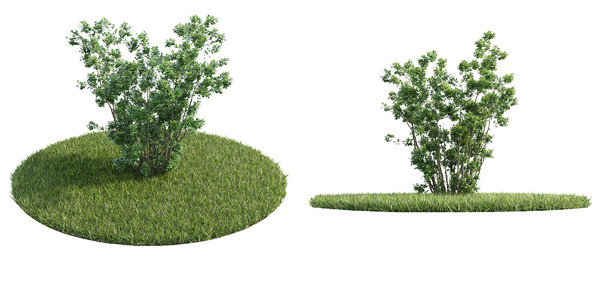 3d model bushes 2