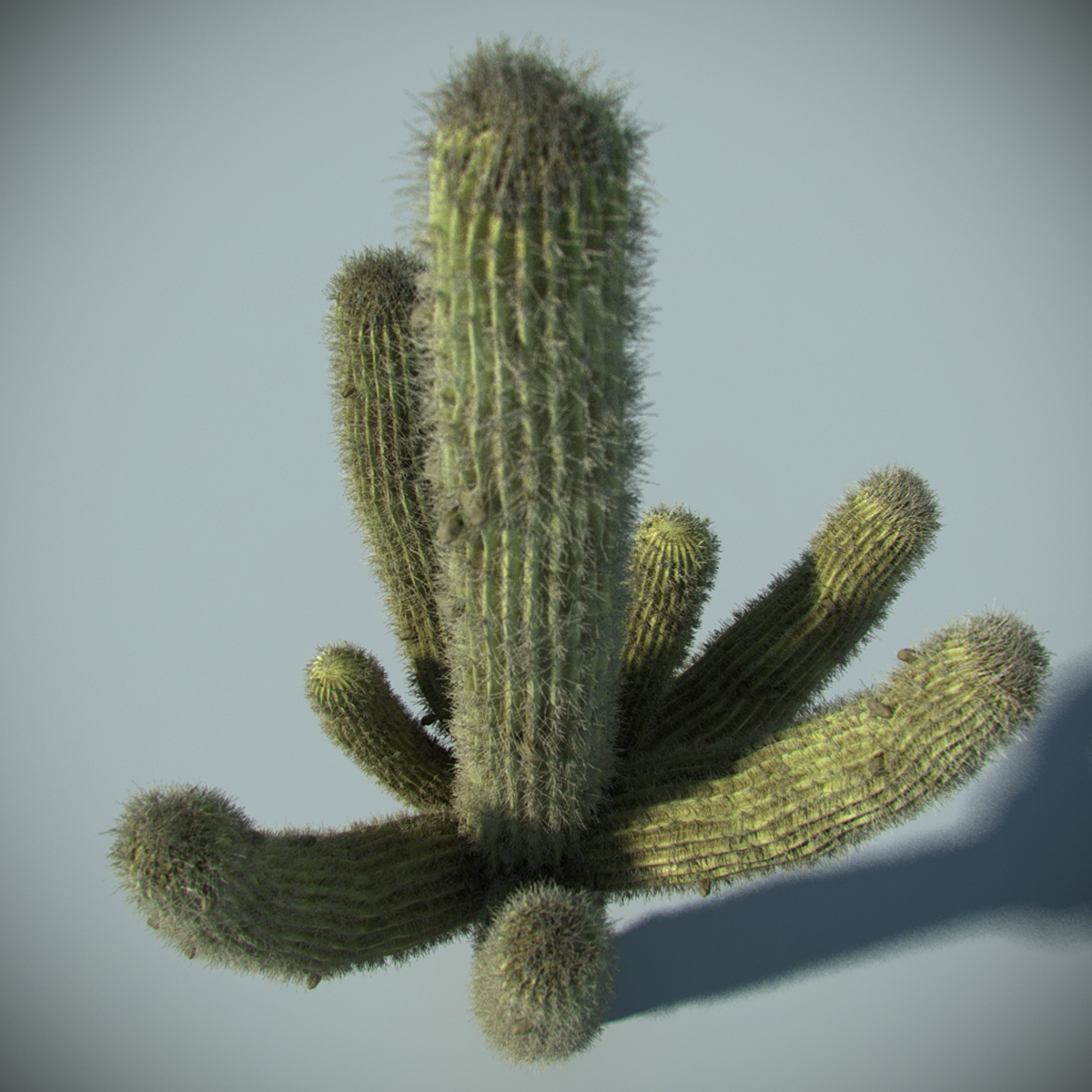 desert cactus 3d max