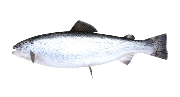 salmon fish animation 3d max