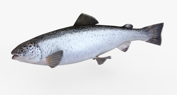 salmon fish animation 3d max