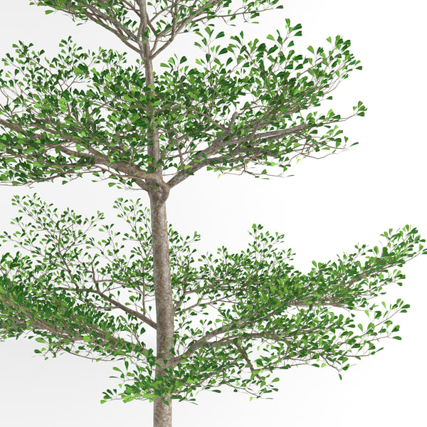 terminalia ivorensis tree 3d max