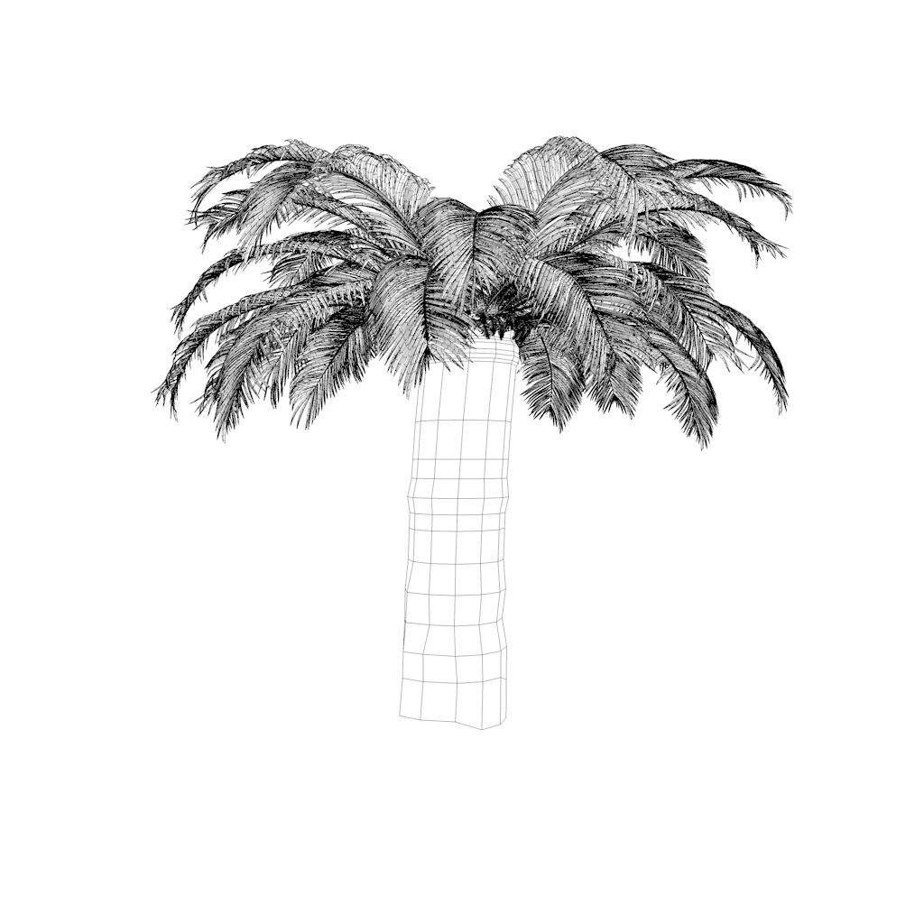 cycas 3d max