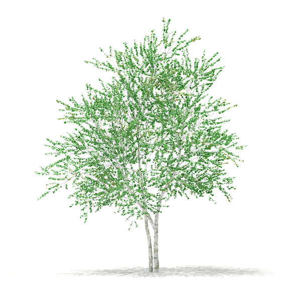 modelo 3d Abedul plateado (Betula pendula) 4.6m - TurboSquid 1060860