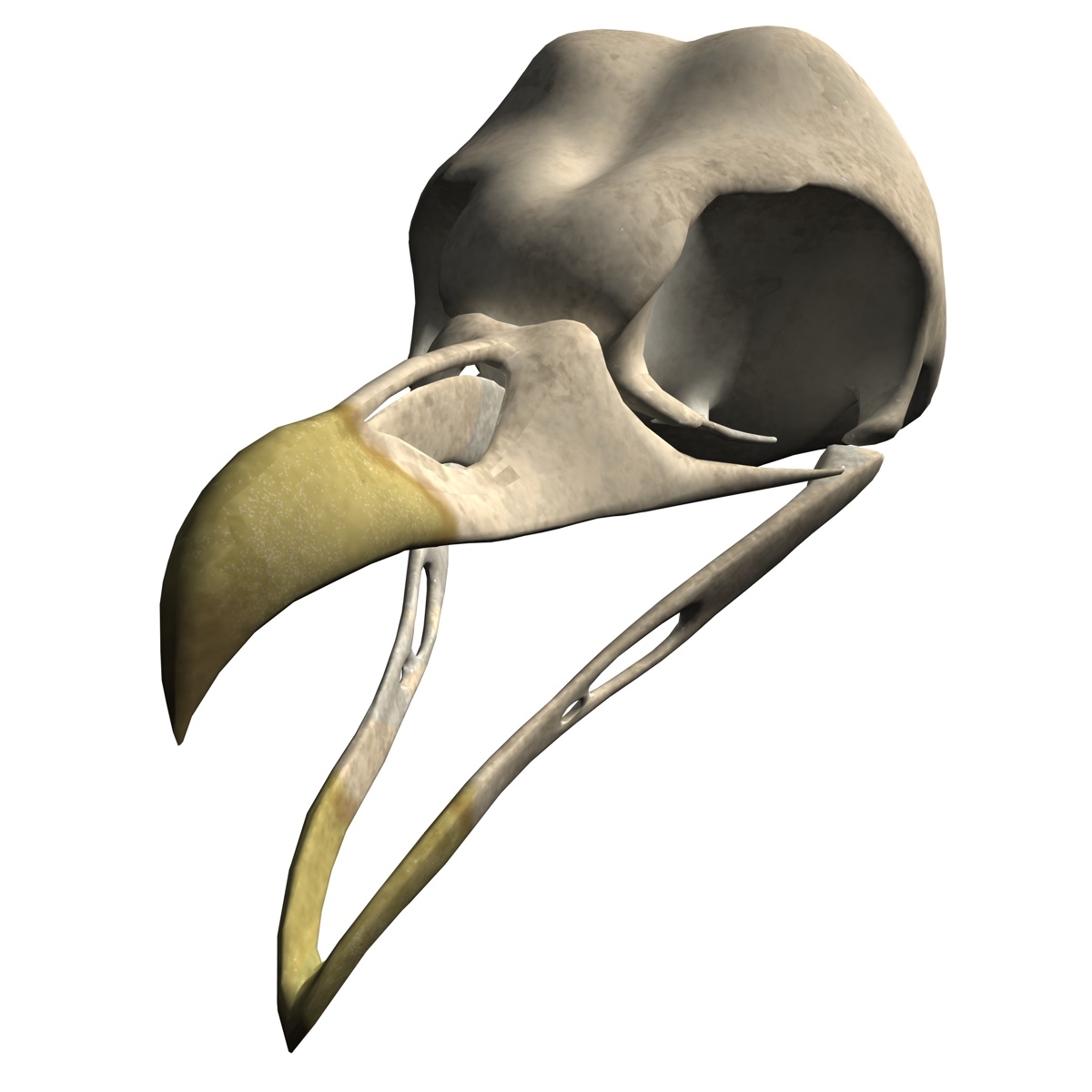 barn owl skull 3d obj