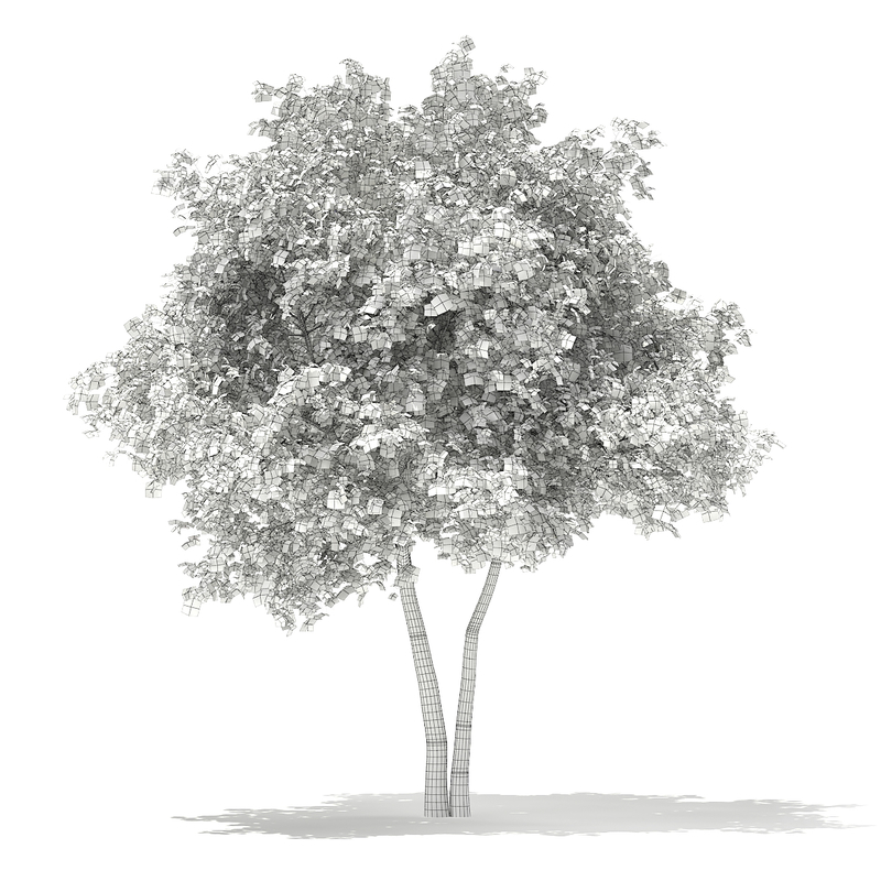 3d model silver birch tree betula