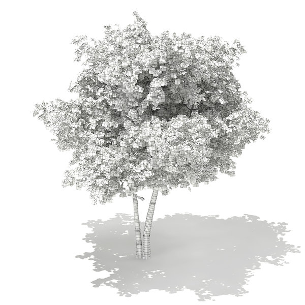 3d model silver birch tree betula