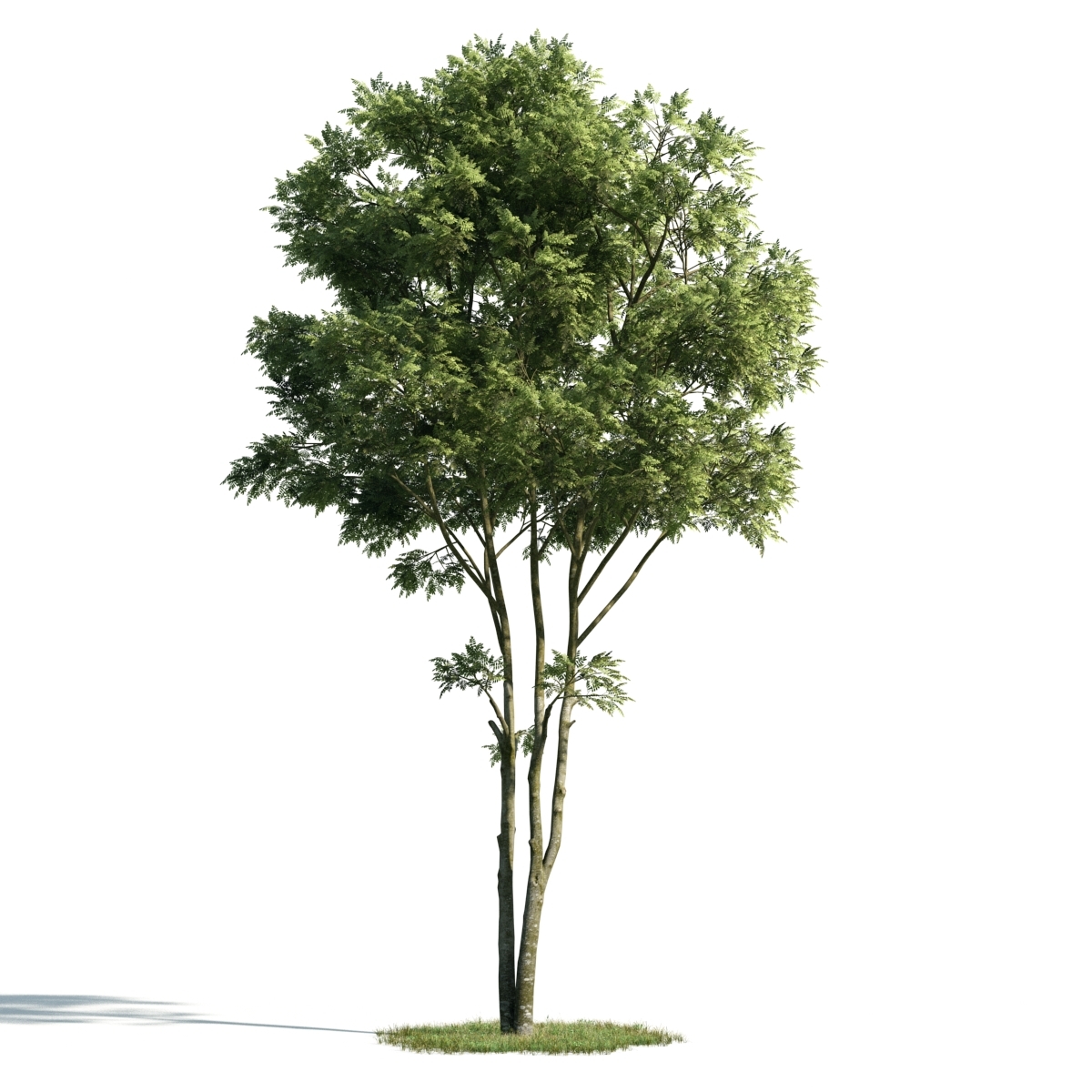 3d archmodels vol 171 trees