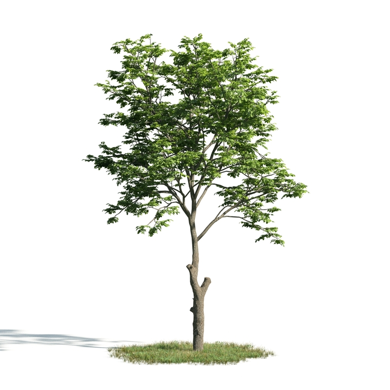 3d archmodels vol 171 trees