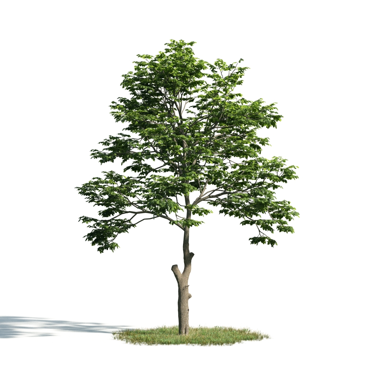 3d archmodels vol 171 trees