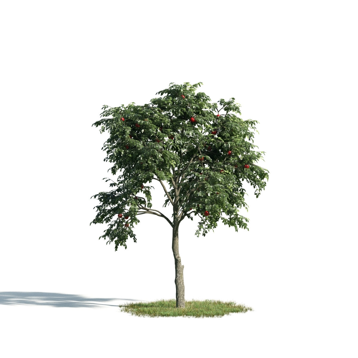 3d archmodels vol 171 trees