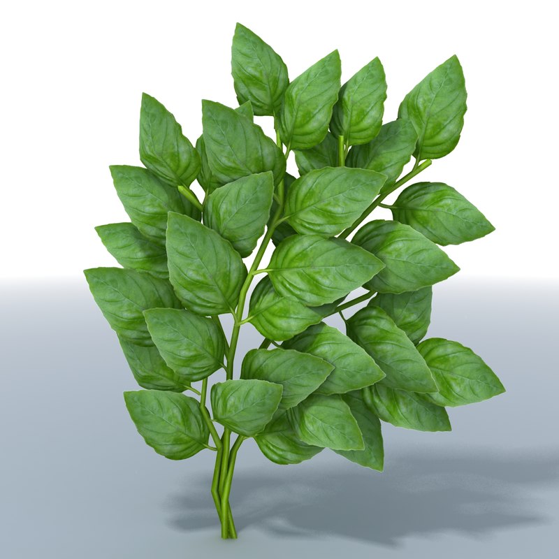 basil herb 3d model