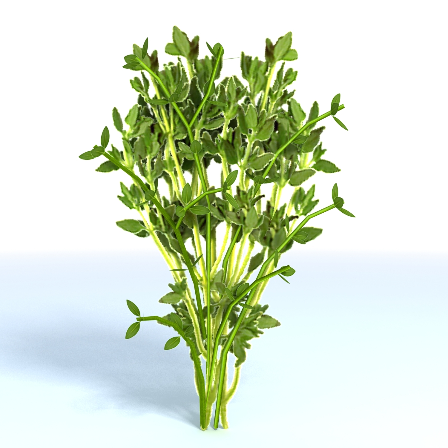3d model thyme herb