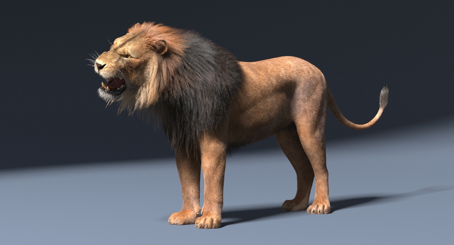 3d rigged lion fur model