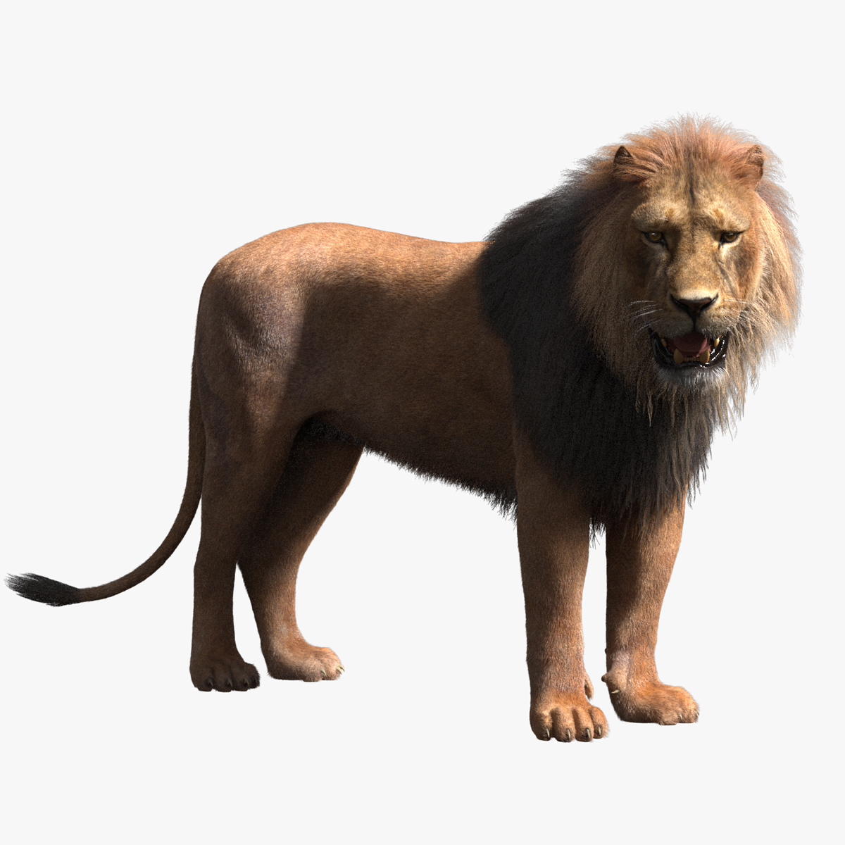 3d rigged lion fur model