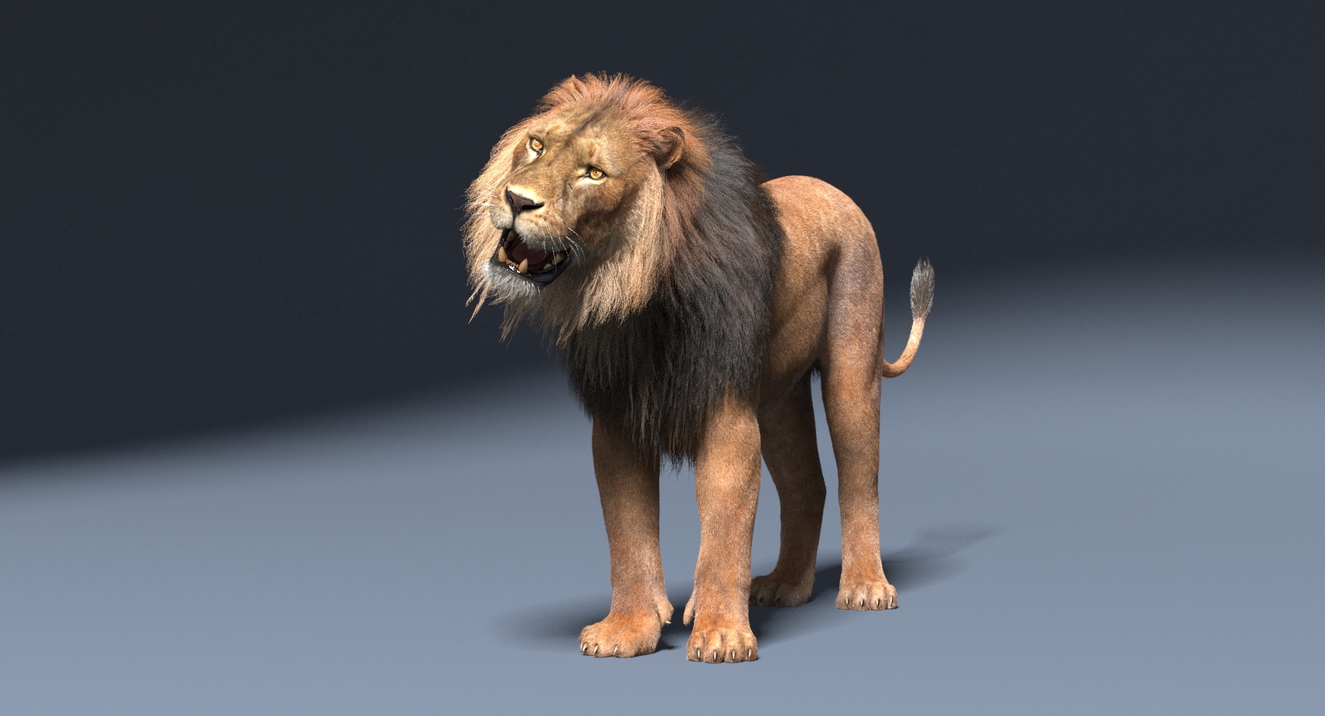 3d rigged lion fur model