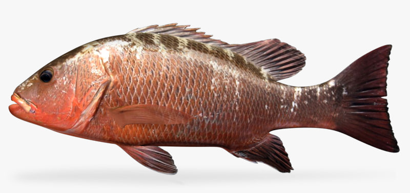 pacific dog snapper 3d model
