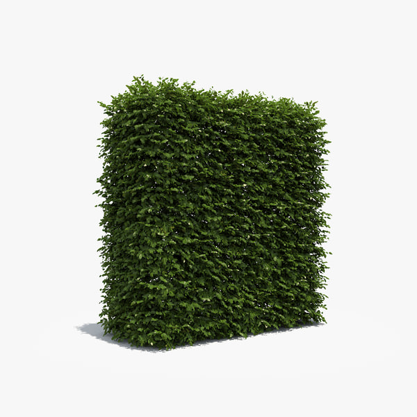 boxwood hedge box 3d obj