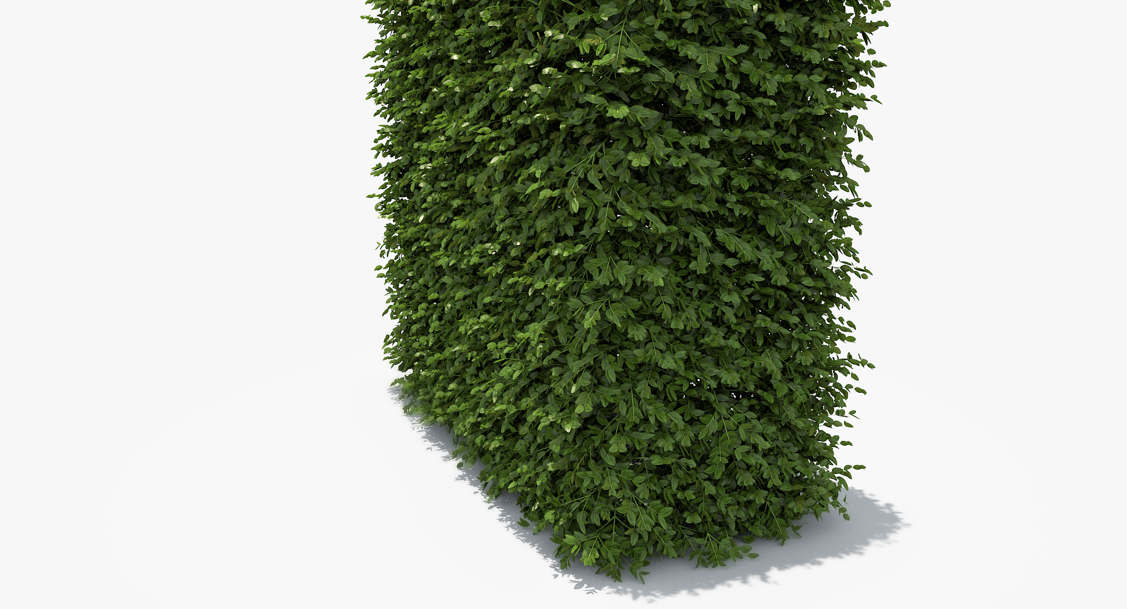 3d exterior boxwood hedge