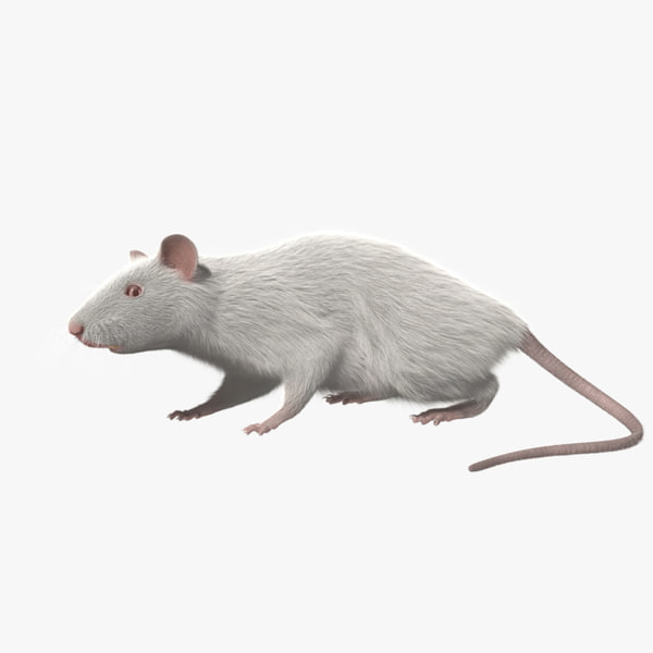 Rat 3D Models for Download | TurboSquid