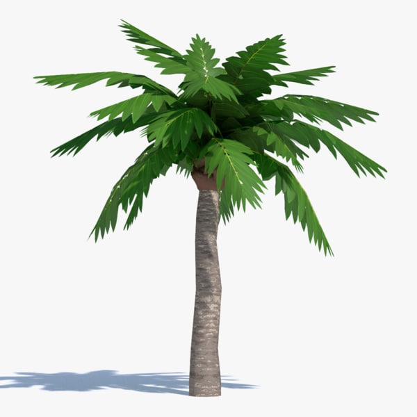 Palm Tree Blender Models for Download | TurboSquid