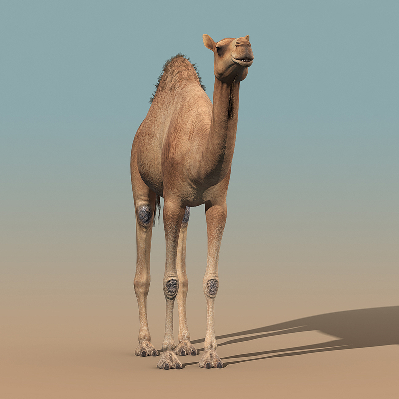 camel rigged 3d max