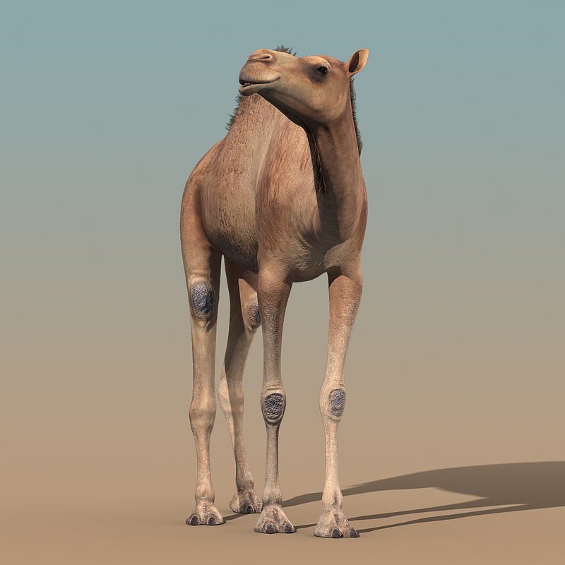 camel rigged 3d max