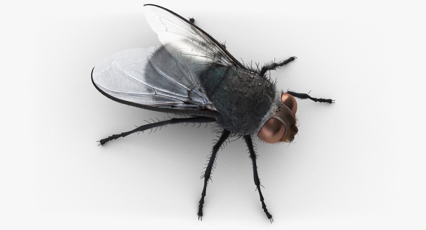 3d housefly fly