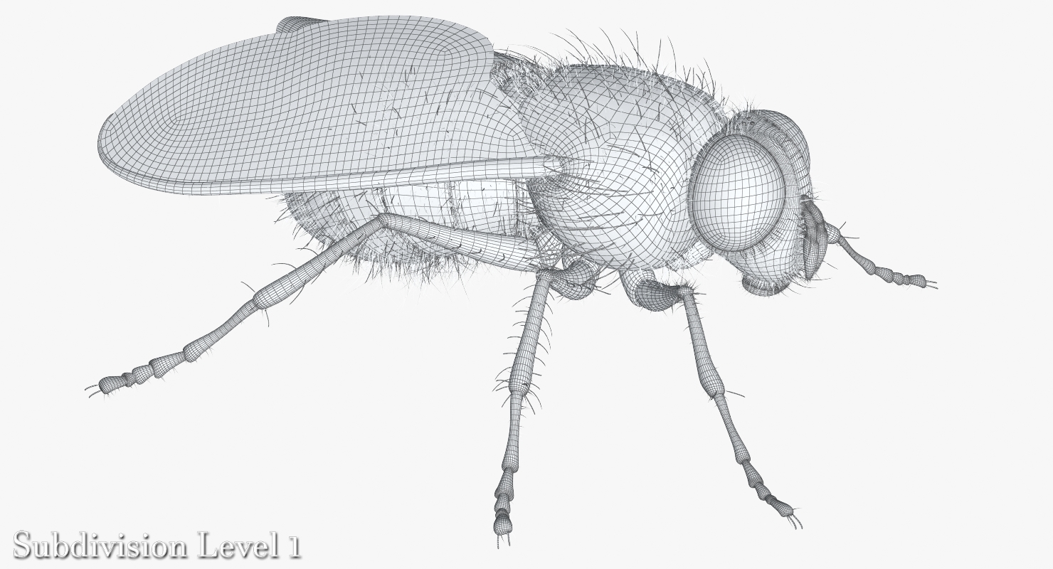3d housefly fly