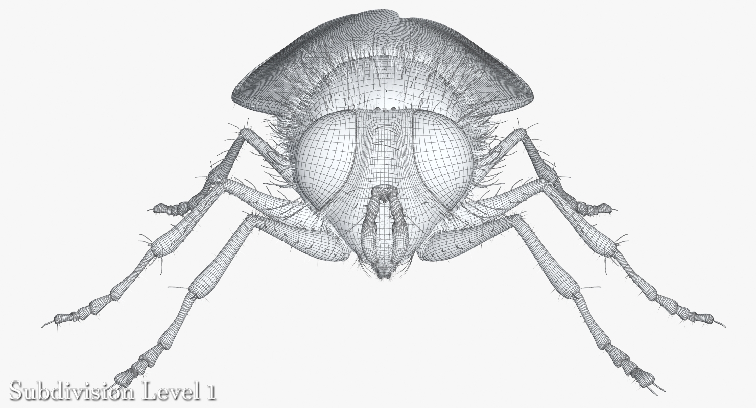 3d housefly fly