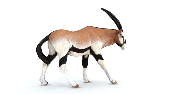 3d model of oryx