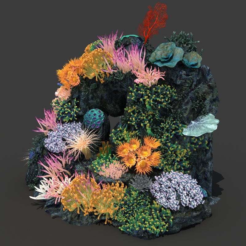 coral 3d max
