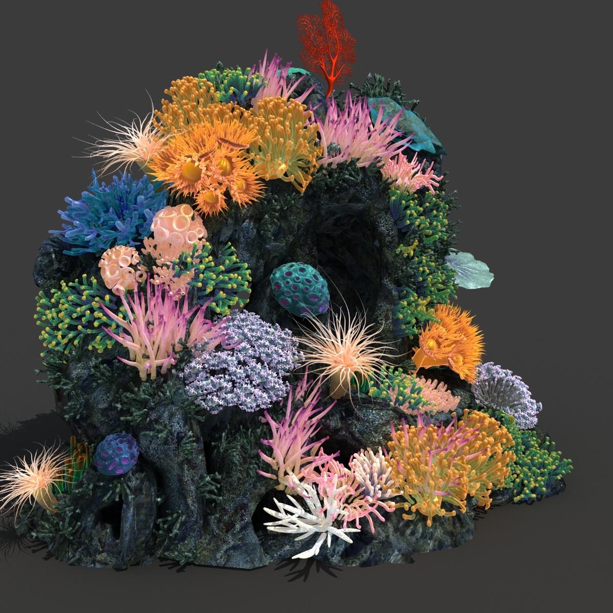 coral 3d max