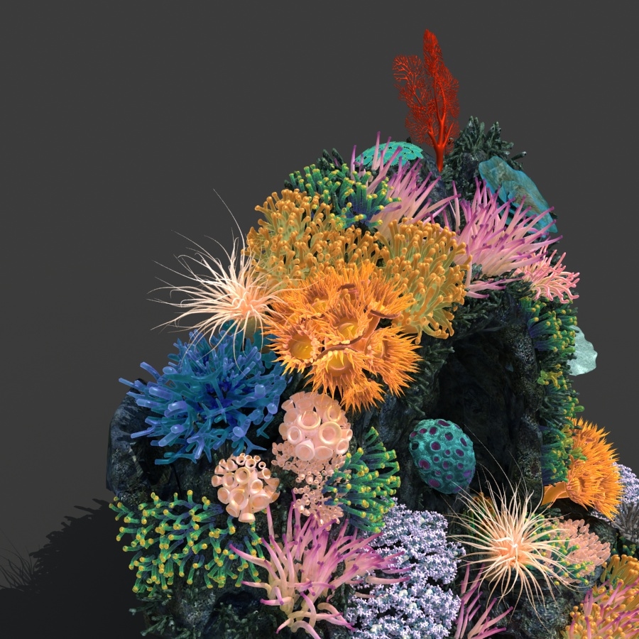 coral 3d max