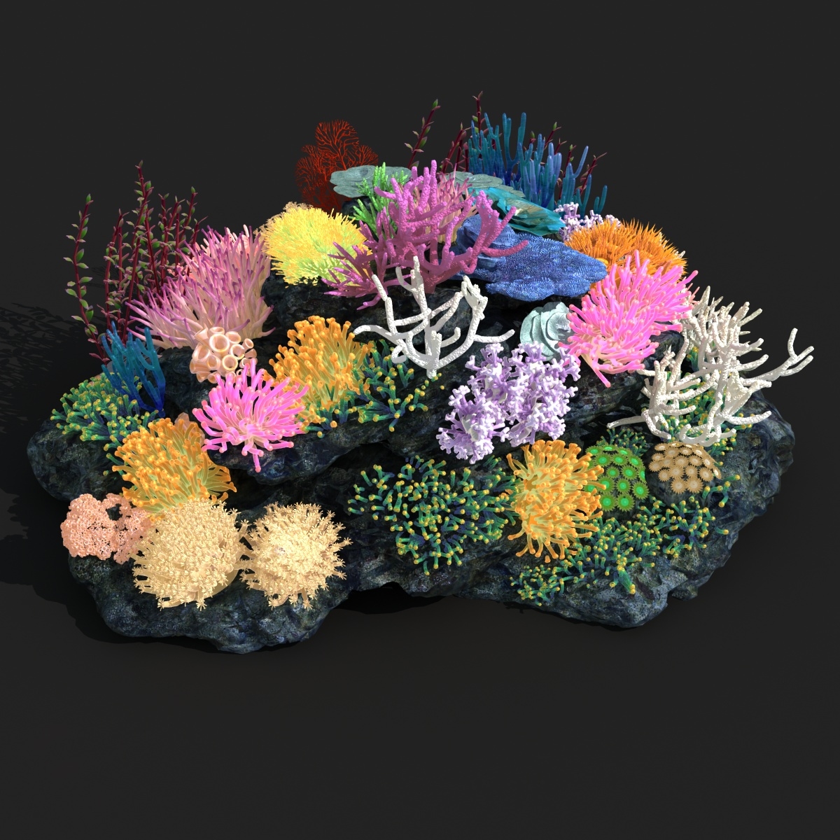 3d coral model