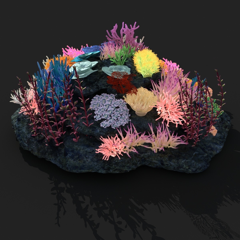 3d coral model