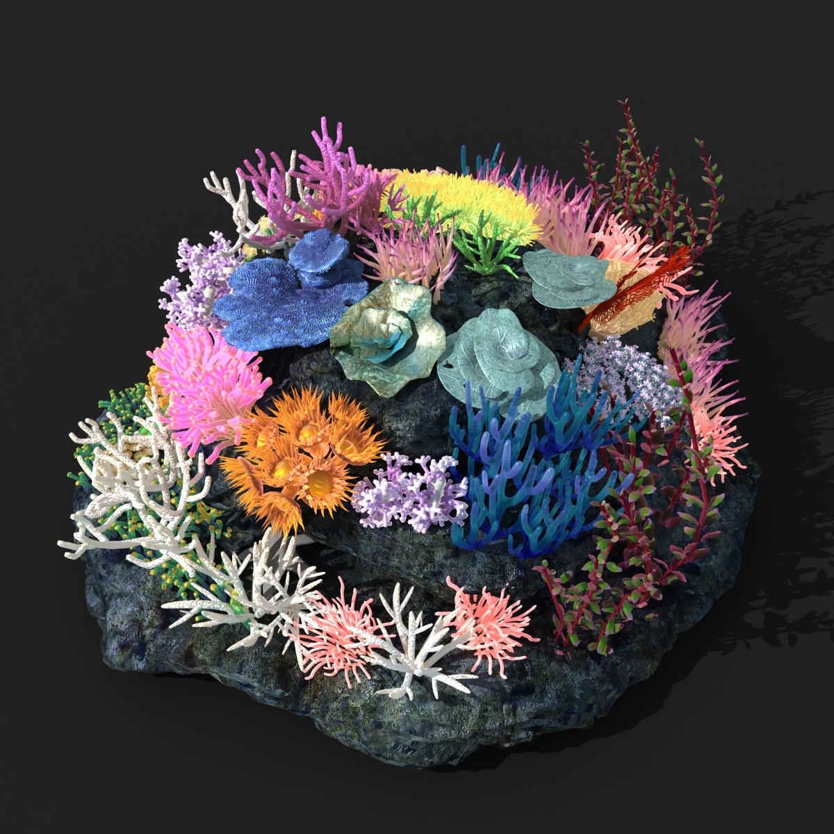 3d coral model