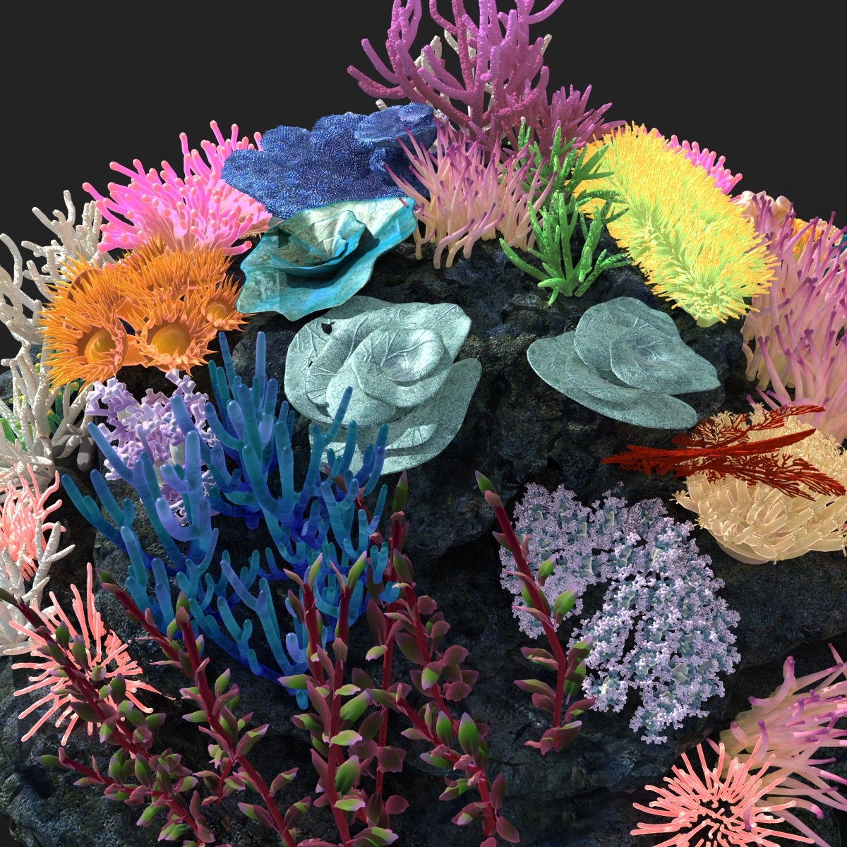 3d coral model