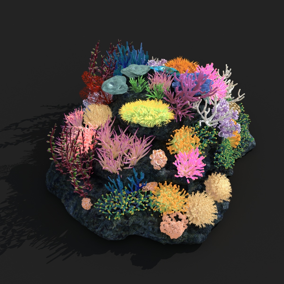 3d coral model