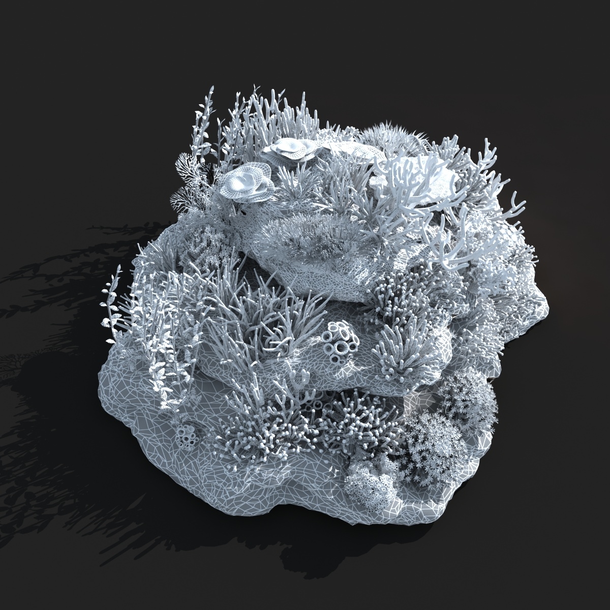 3d coral model