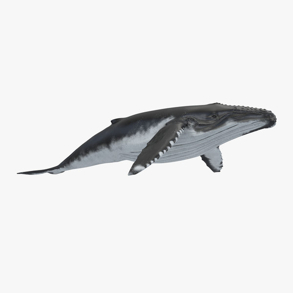 Whale 3D Models for Download | TurboSquid