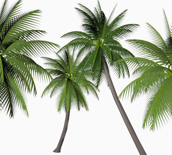 Palm Tree Blender Models for Download | TurboSquid