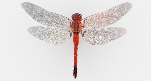 max dragonfly rigged animation