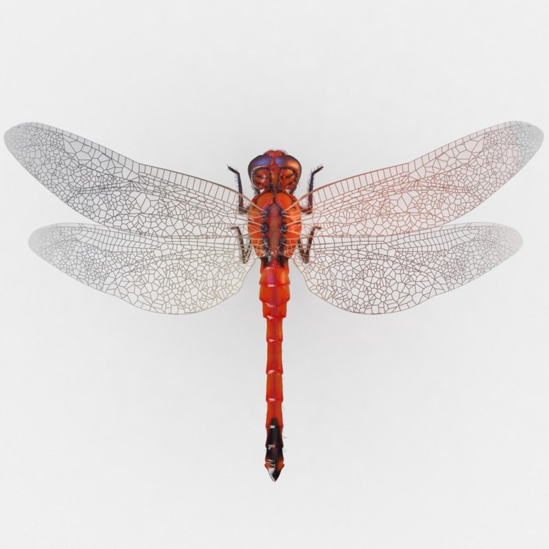 max dragonfly rigged animation