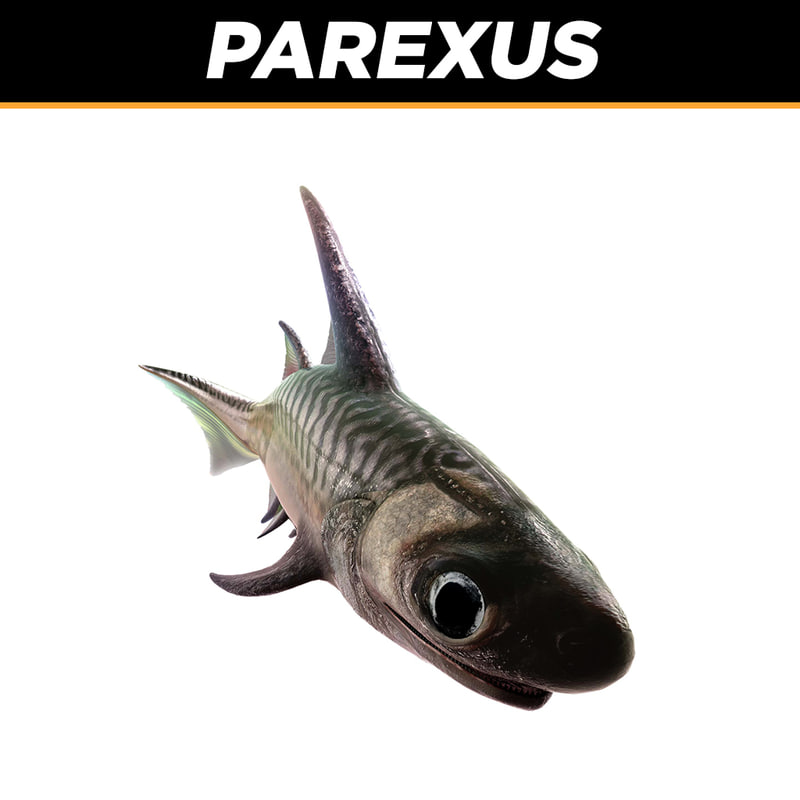parexus c4d