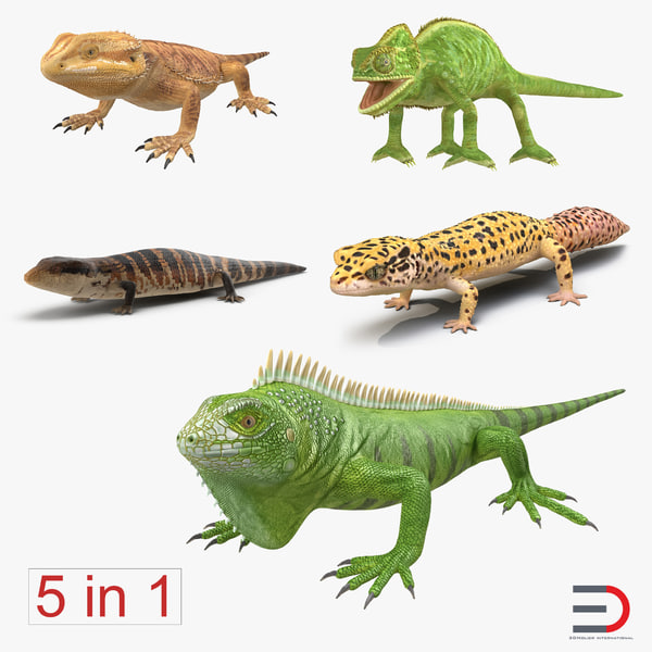 3D Gecko Models | TurboSquid