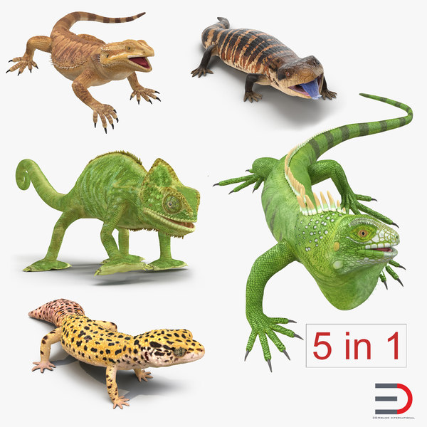 3D Gecko Models | TurboSquid
