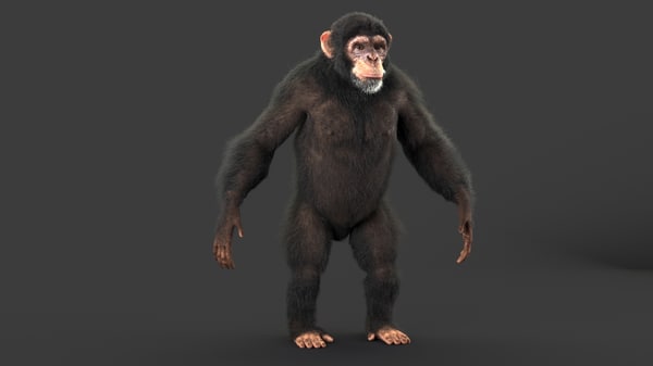 3d model realistic chimp