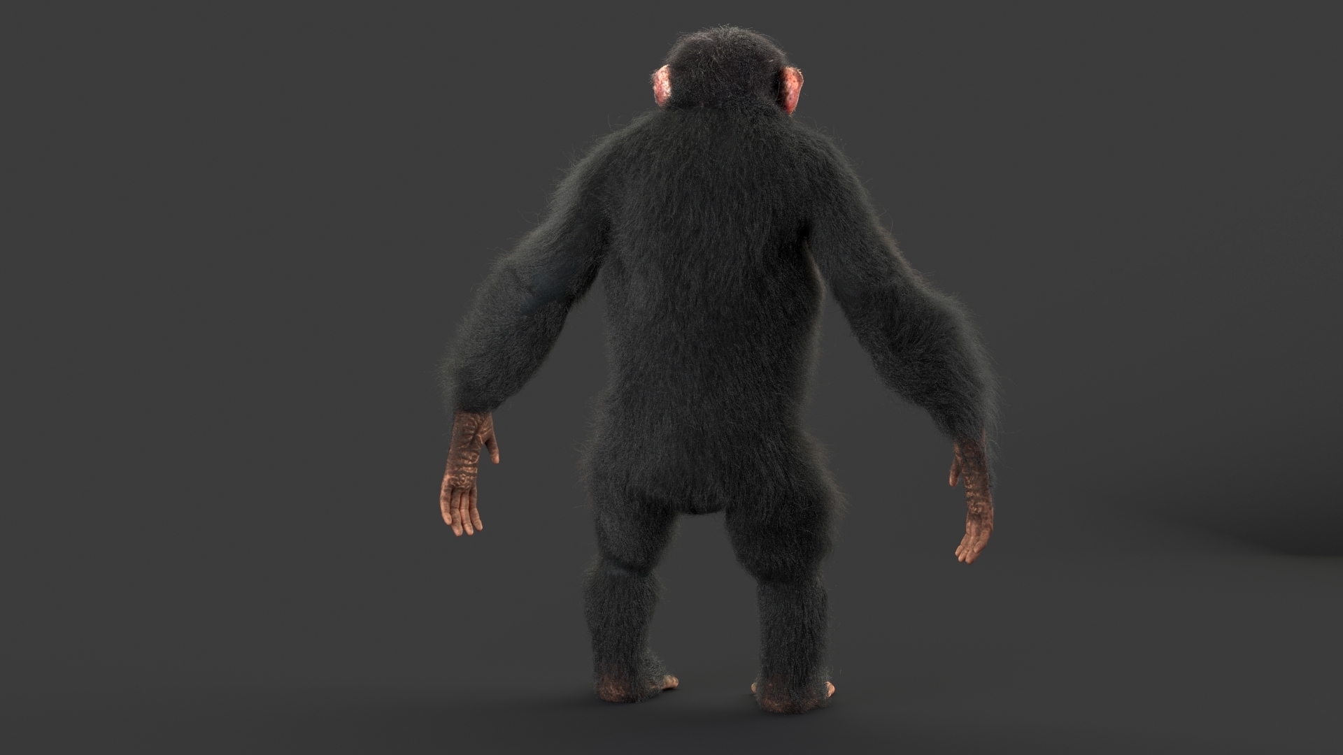 3d model realistic chimp